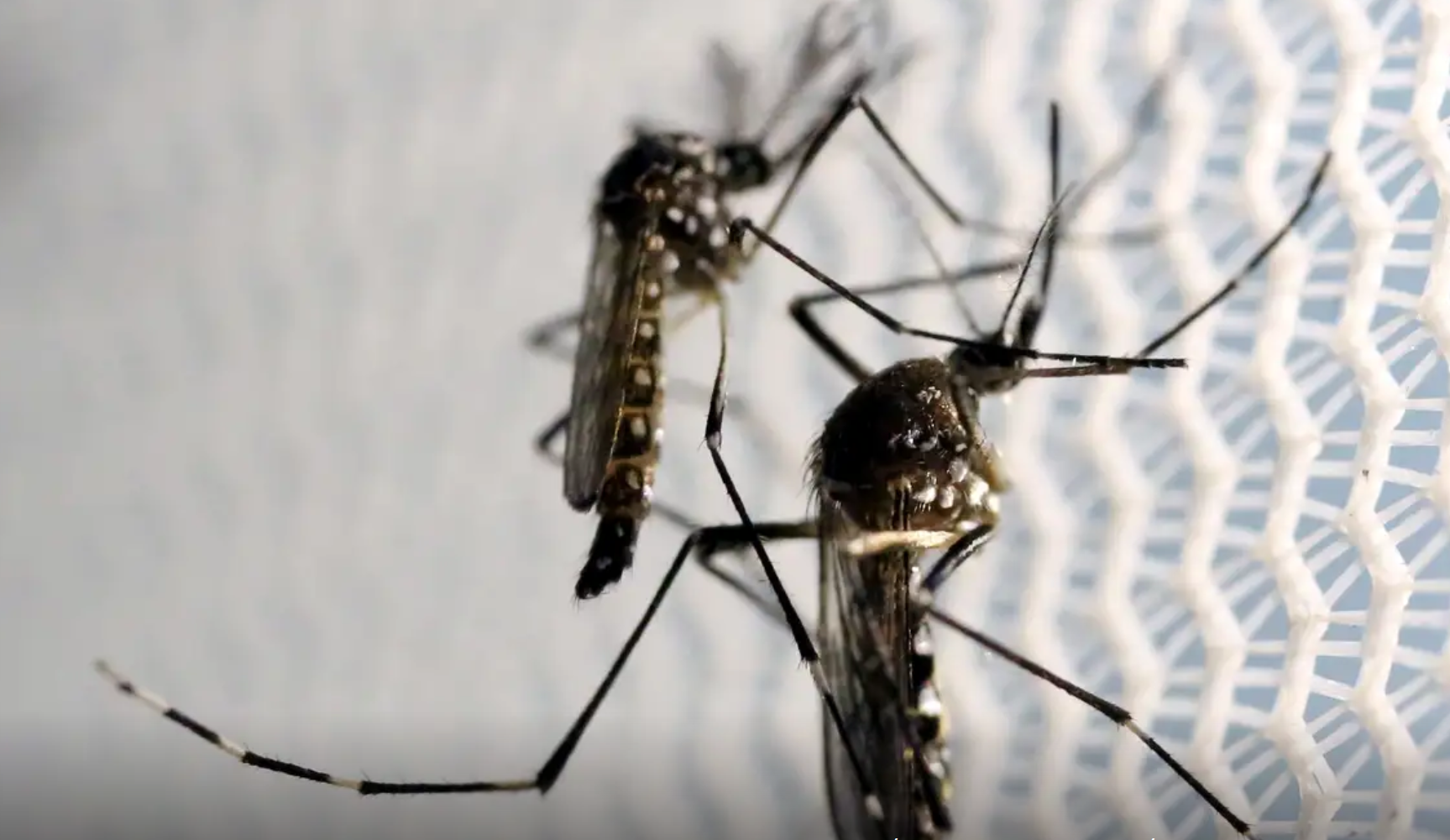 Agência Brasil: Dia D de combate ao Aedes aegypti ocorre neste sábado ...